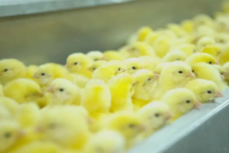 Our Projects | 5 Star Poultry Companies