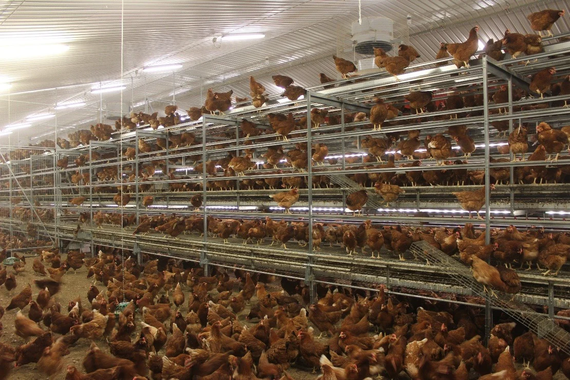 Our Projects | 5 Star Poultry Companies