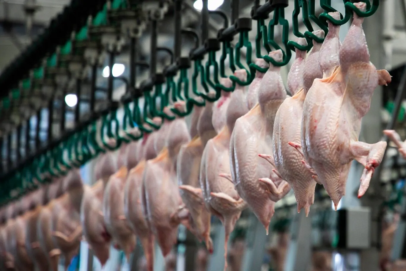 5 Star Poultry Companies | Premium Poultry & Egg Farming
